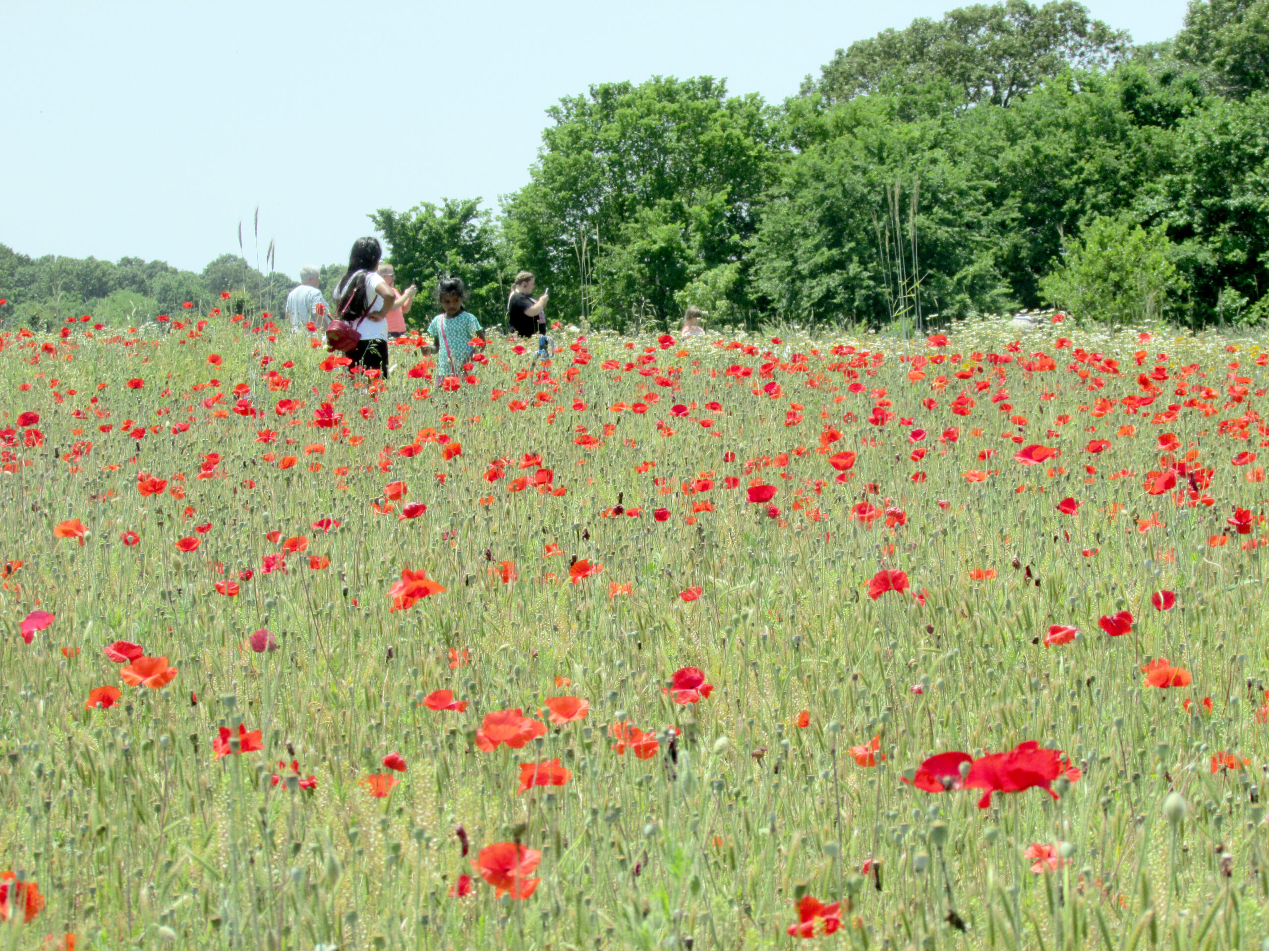 Memorial Day Poppy Festival brings 2,000 visitors to Pa’s Posey Patch ...