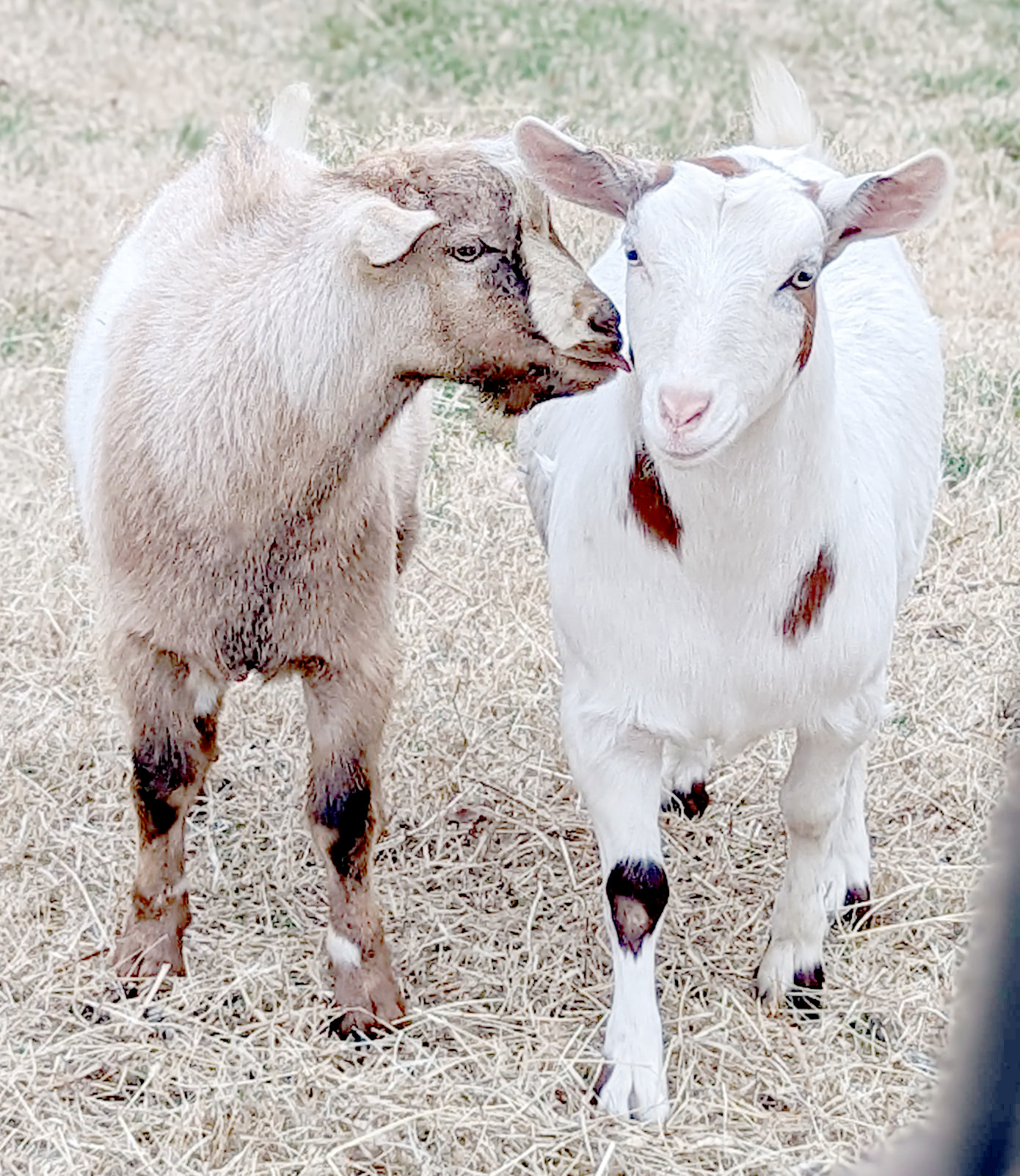 Home - Cassville Democrat