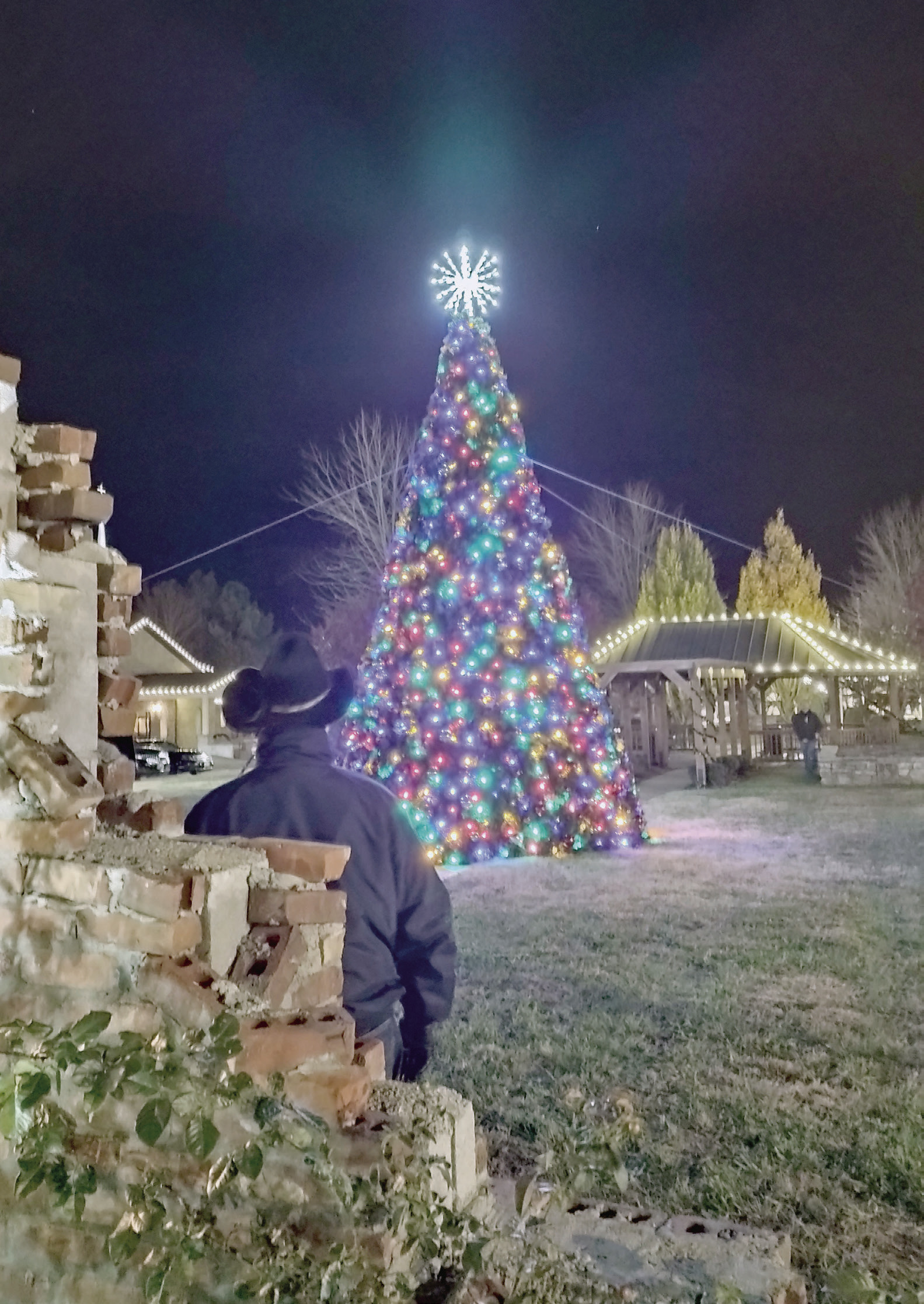‘O Christmas Tree, O Christmas Tree, how lovely are you in Purdy ...