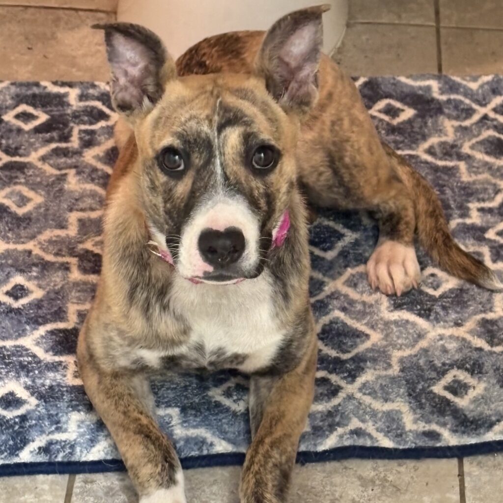 Haven of the Ozarks Pet of the Week, June 3 - Cassville Democrat